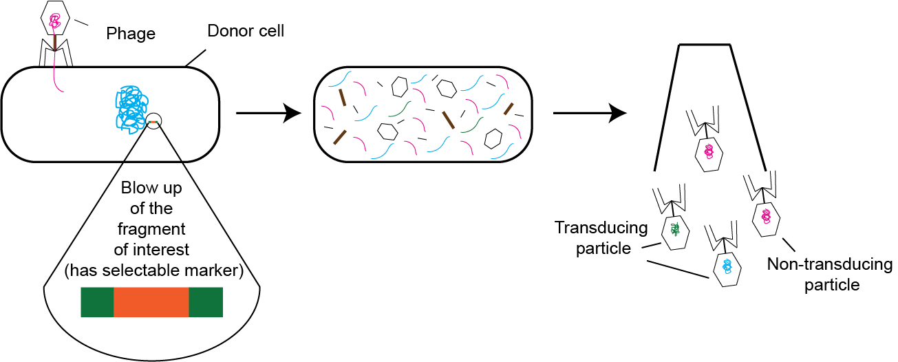 Understanding Generalized and Specialized | | The Phage