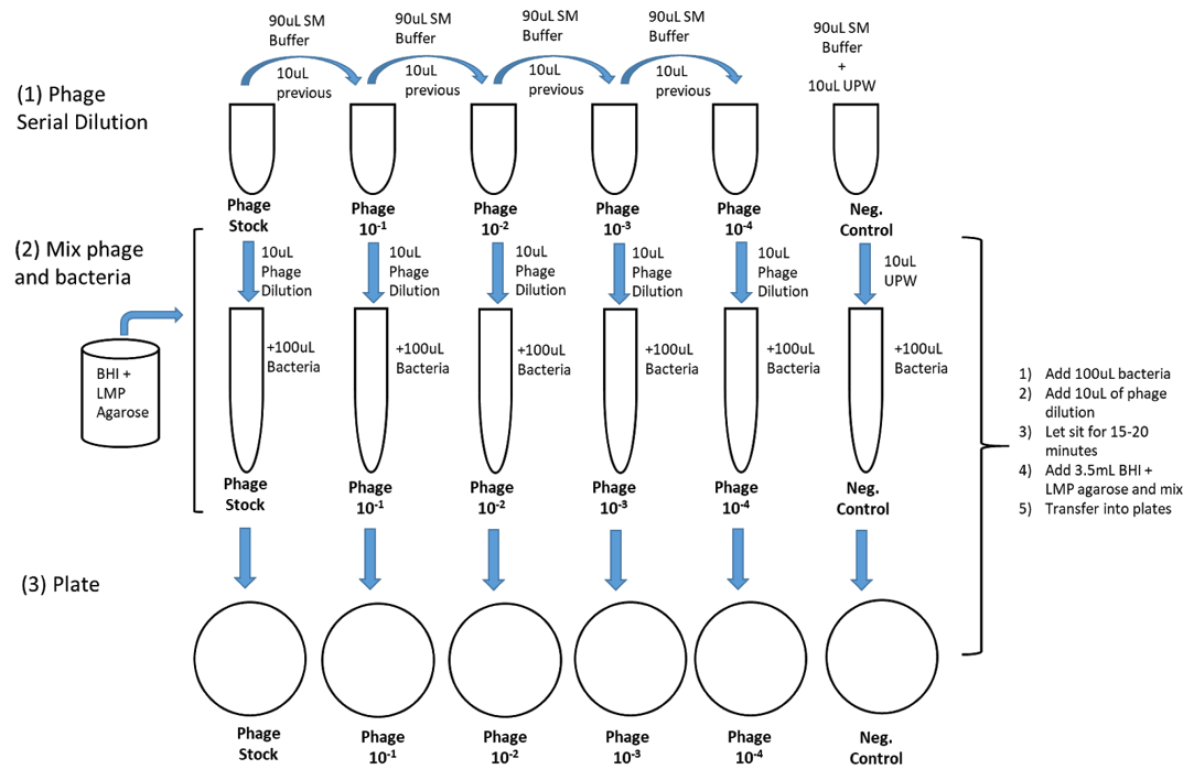 Counting phages: Serial dilution technique | The Phage