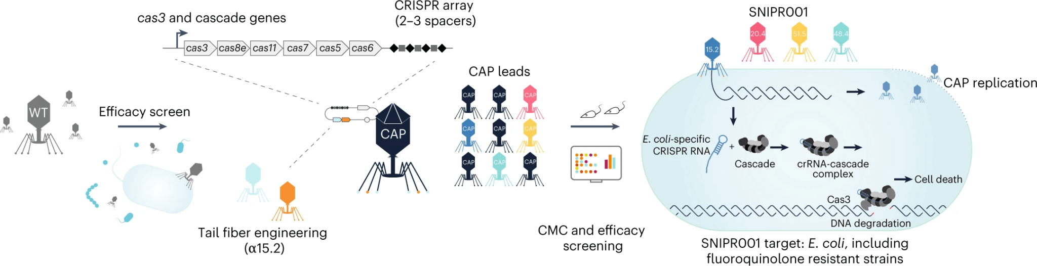 Revolutionizing Treatment: SNIPR Biome's CRISPR-armed Phage