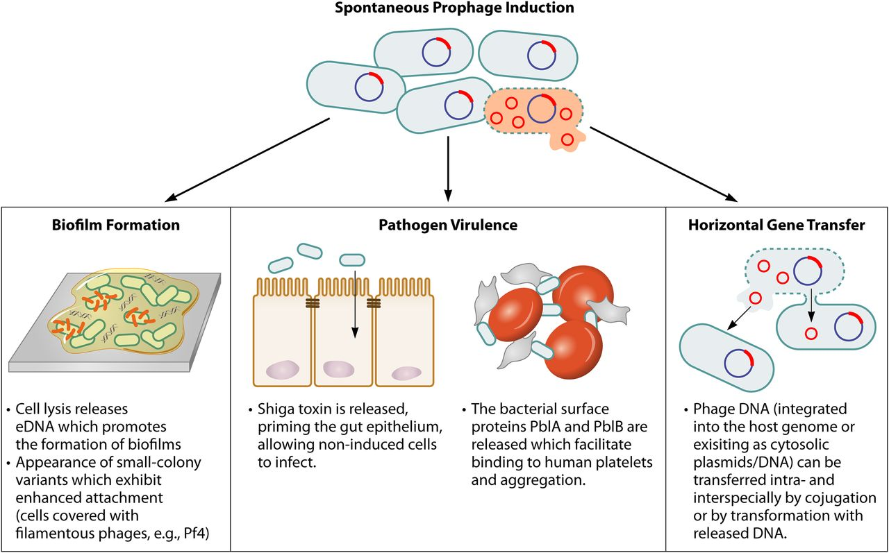 Lysogenic to lytic cycle: Bacteriophage Induction
