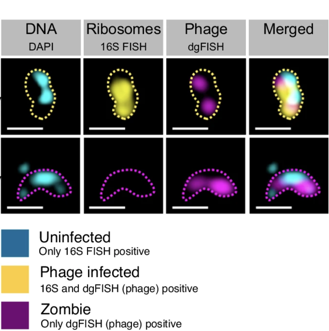 Discovery: Bacteriophages Turn Bacteria into 'Zombie' Cells