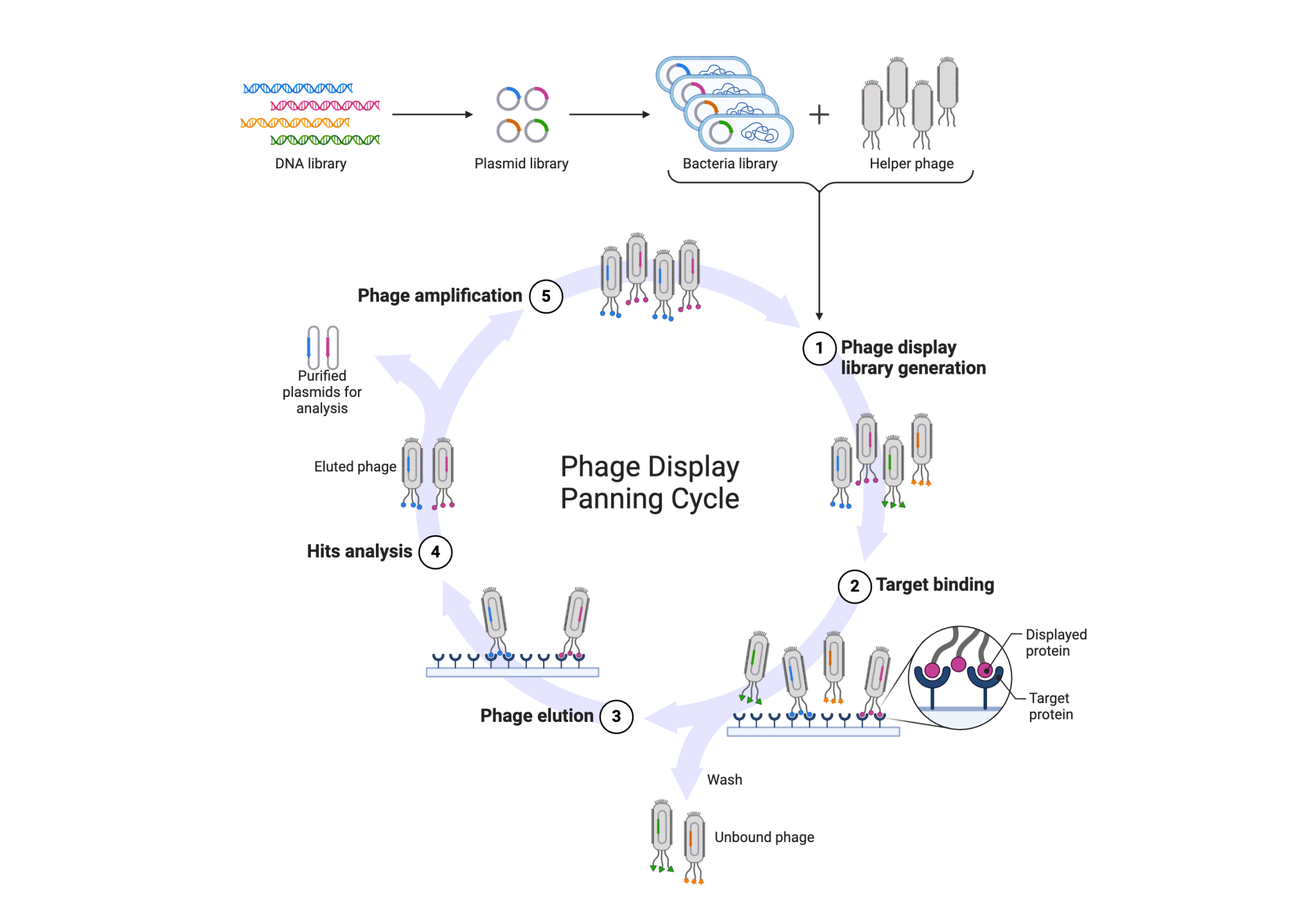 Phage Display Procedures (Protocol) | The Phage