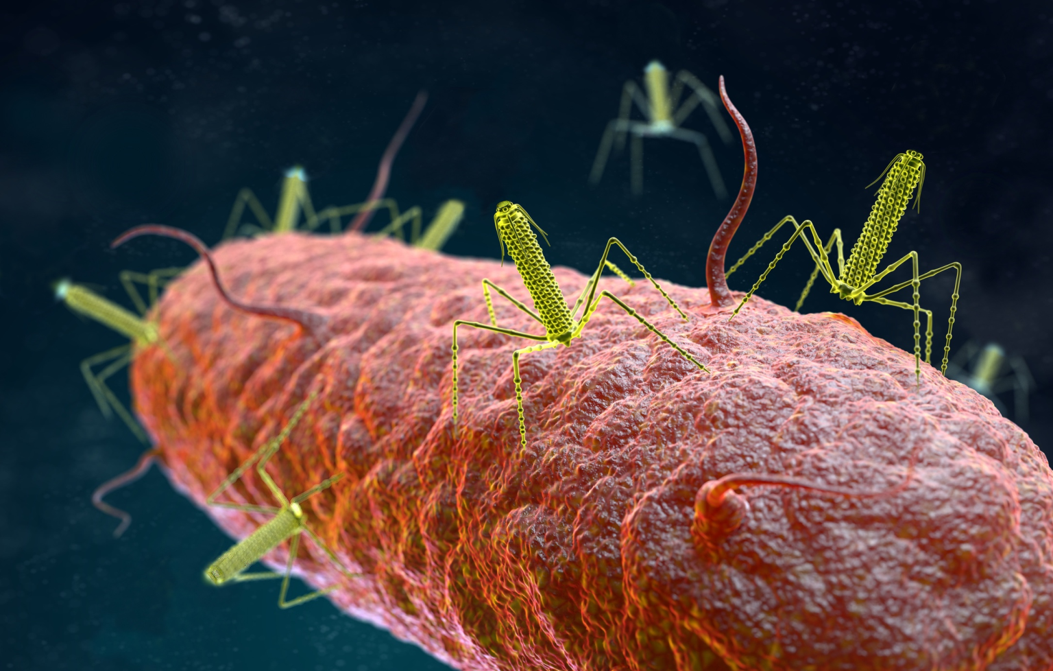 Bacteriophage MS2: A Comprehensive Overview | The Phage