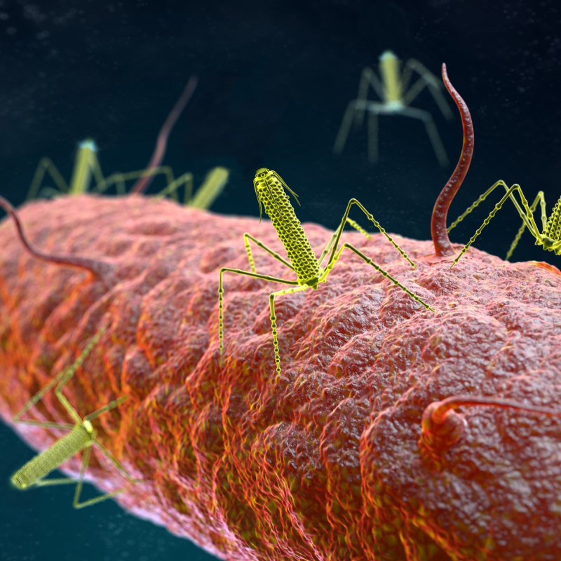 The Phage | Let's explore the virus of microbes