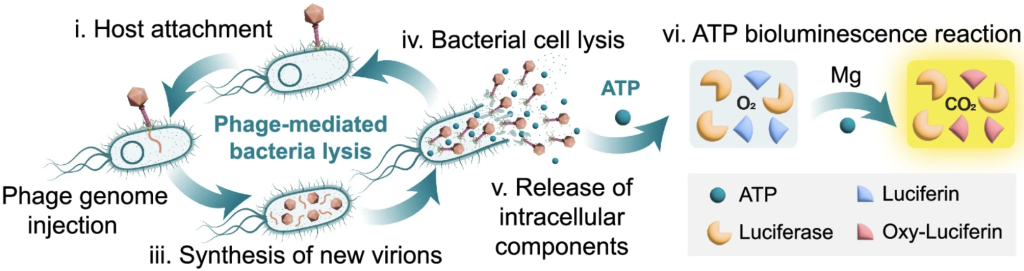 Innovative High Throughput Platform Enhances Personalized Phage Therapy ...