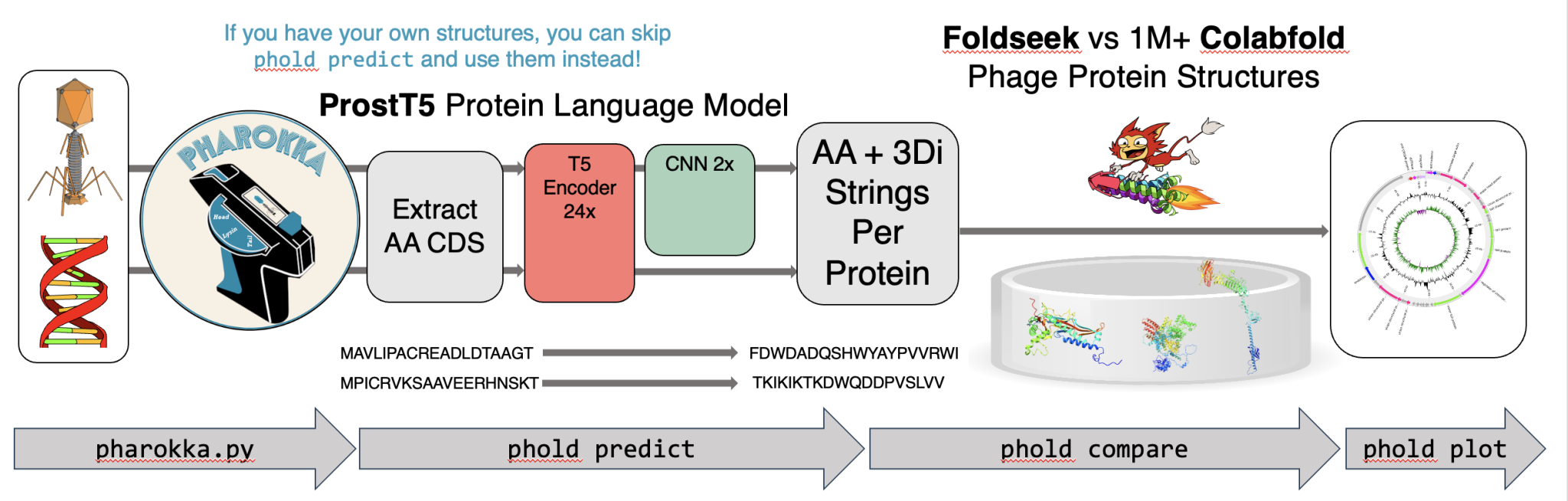 Phold: Phage Genome Annotation Using Structural Homology
