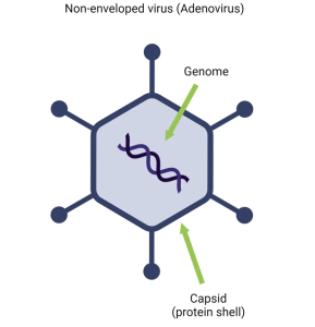 Enveloped and Non-Enveloped Viruses | The Phage