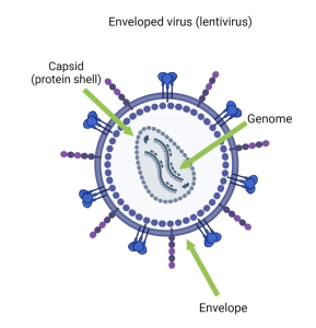 Enveloped and Non-Enveloped Viruses | The Phage