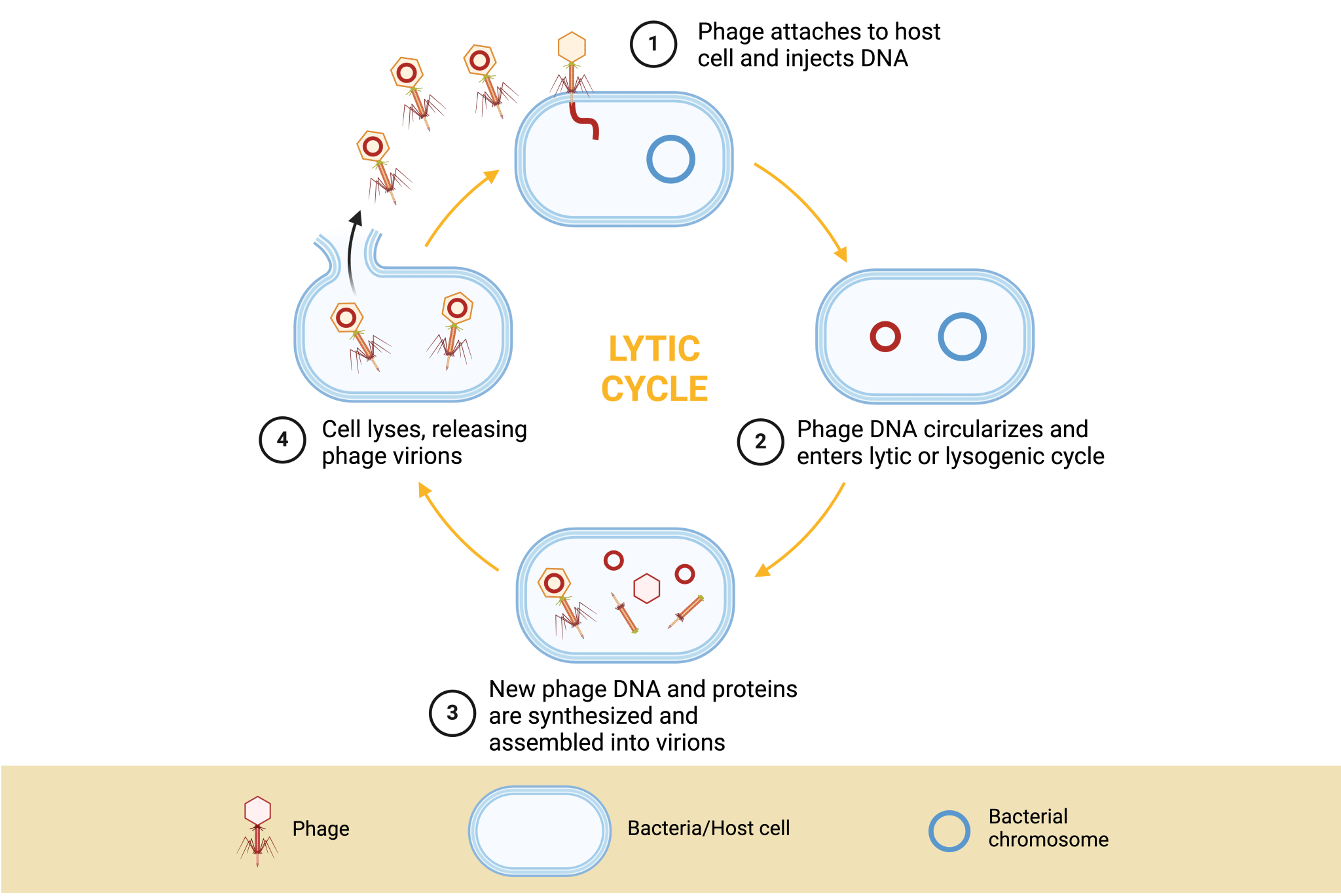 The Battle Within: How Phages Trigger Bacterial Cell Lysis