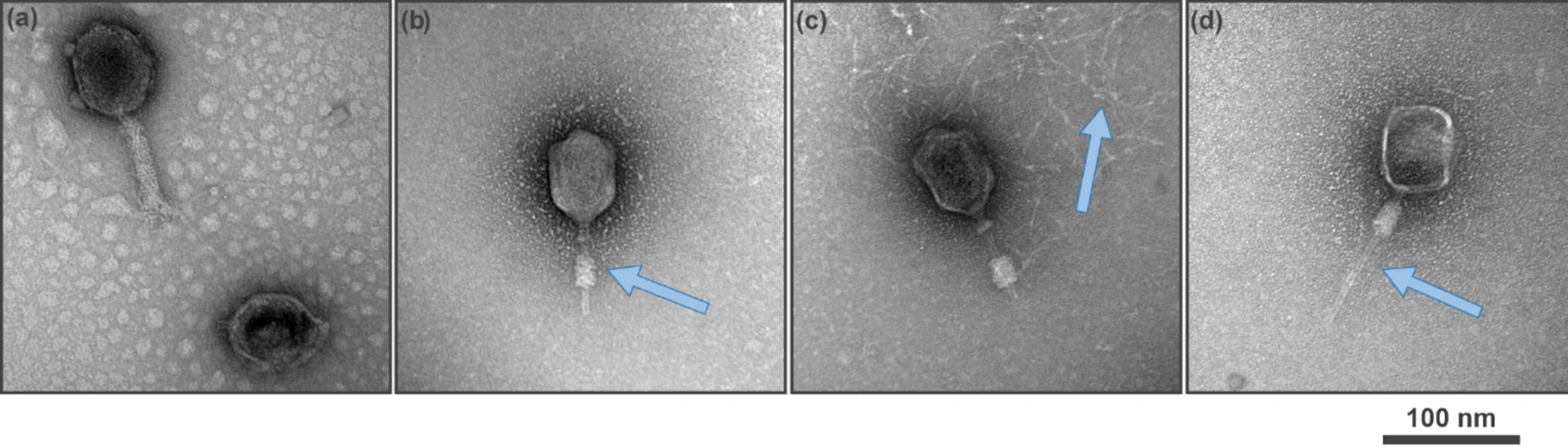 How a Popular Food Dye Destroys Phages by Damaging Their DNA