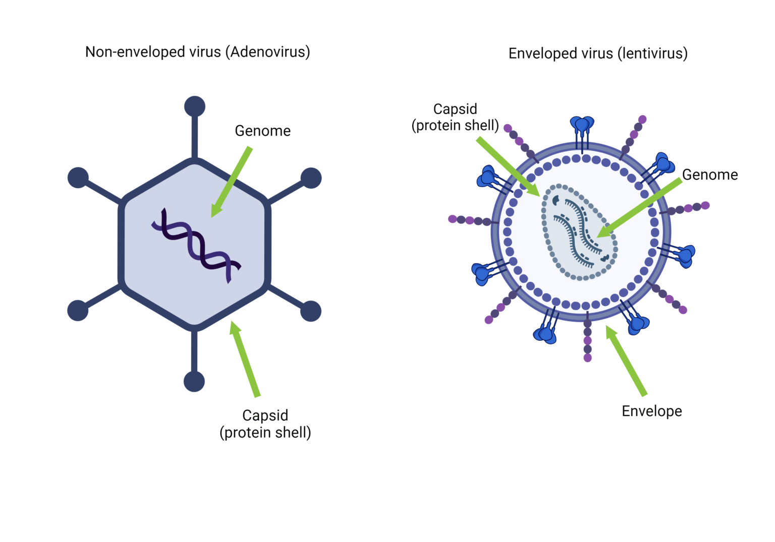 Enveloped vs Non-Enveloped Viruses: Key Differences, Structure & Examples